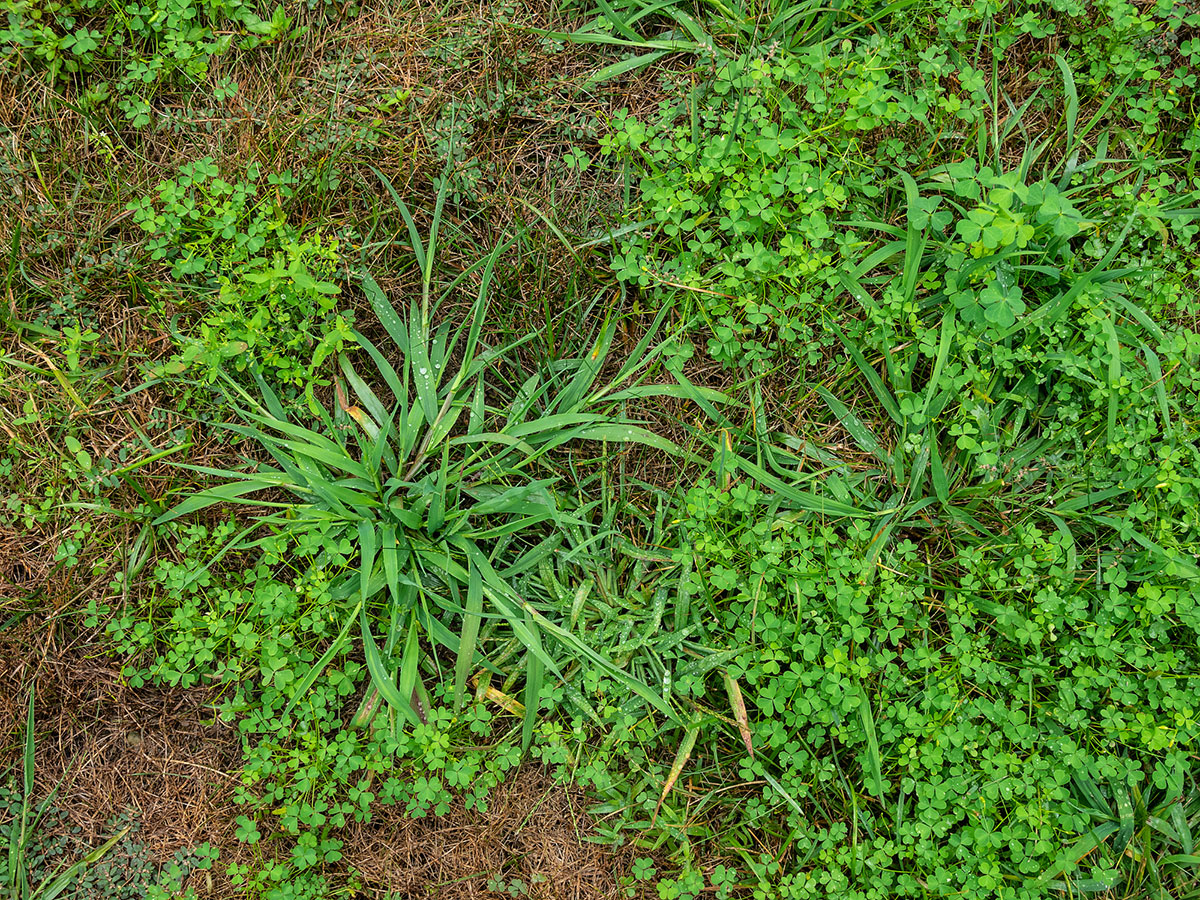 What to Know About Crabgrass | Crabgrass In Georgia | Our Blog