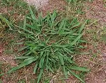 Types of Weeds in Middle Georgia | Roots Turf and Ornamental